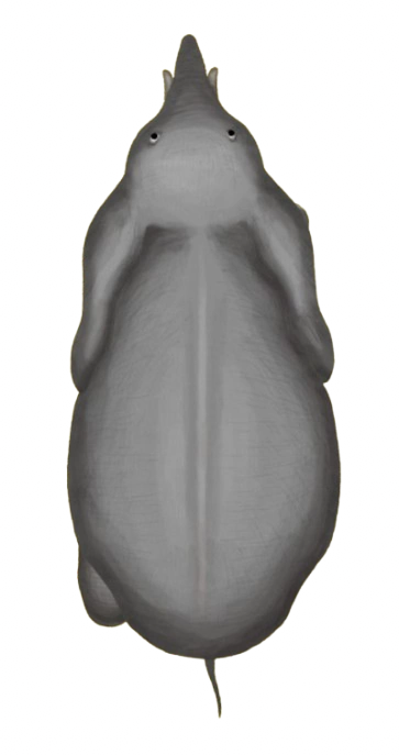 Elephant | Tasty Planet Wiki | Fandom