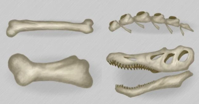 Bone | Tasty Planet Wiki | Fandom