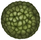 Bromovirus | Tasty Planet Wiki | Fandom