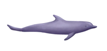 Dolphin | Tasty Planet Wiki | Fandom