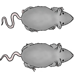 Mouse | Tasty Planet Wiki | Fandom