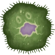 Amoeba | Tasty Planet Wiki | Fandom