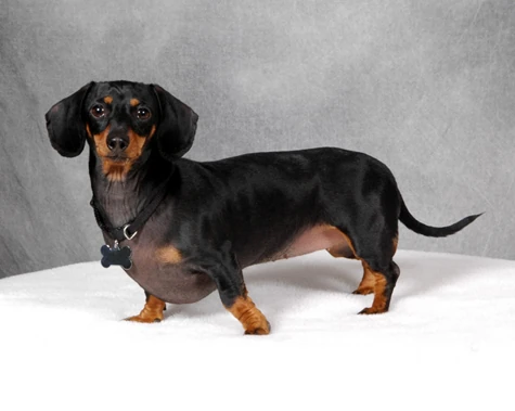 Dachshund | Tasty Time with ZeFronk Wiki | Fandom
