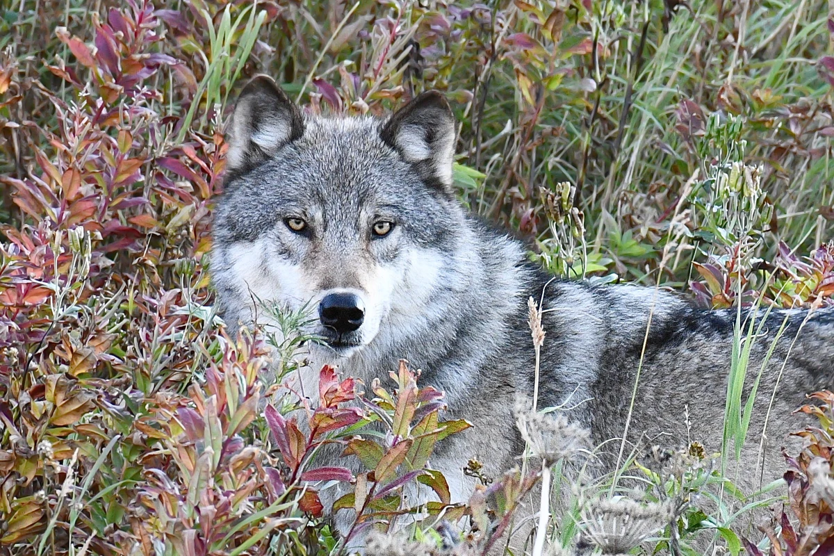 Canis lupus | Wiki Taxonomy | Fandom