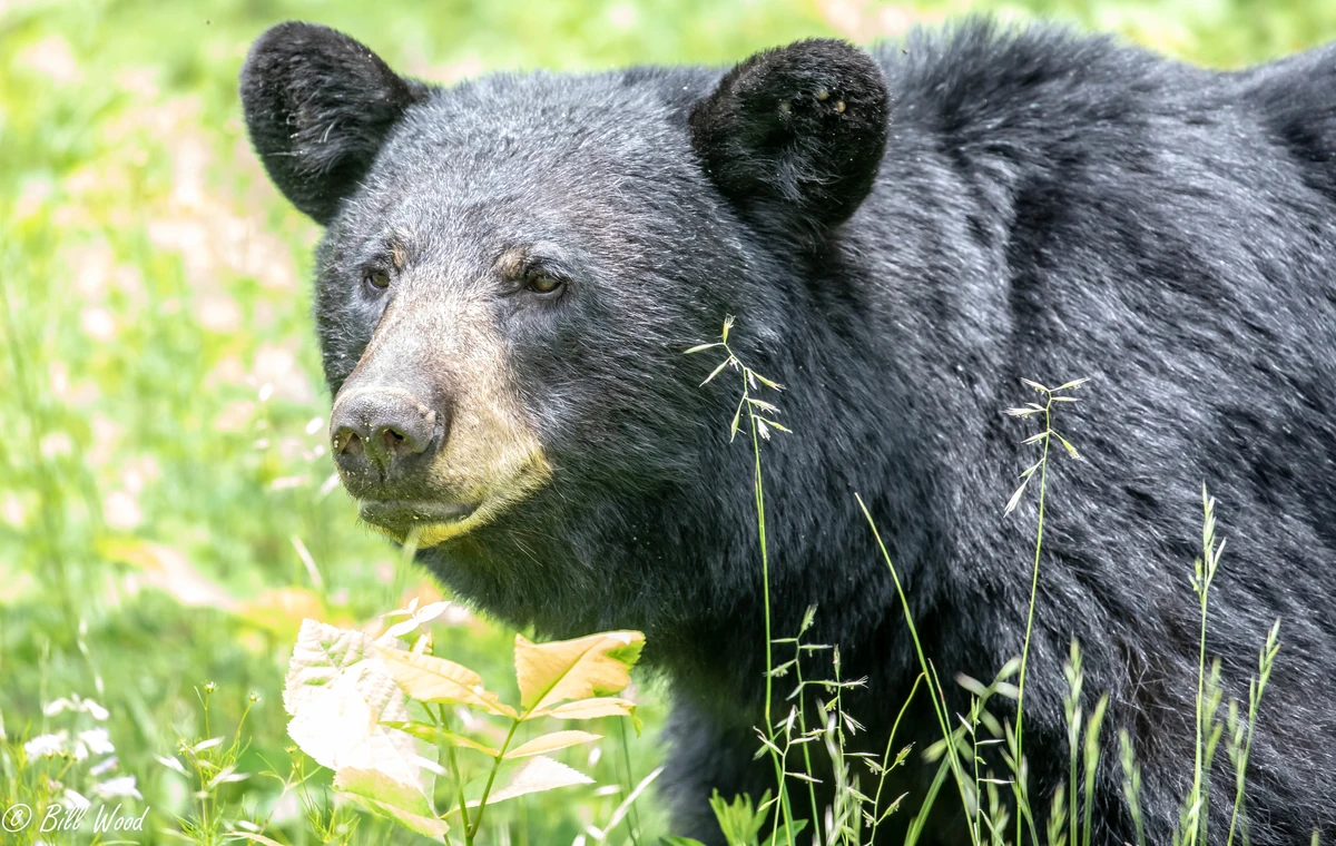 Ursus americanus | Wiki Taxonomy | Fandom
