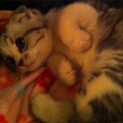 Meredith The Cat