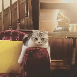 Taylor Swift Cat Meredith Breed