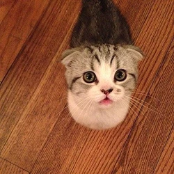 Taylor Swift Cat Meredith Breed