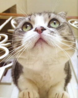 Meredith Cat