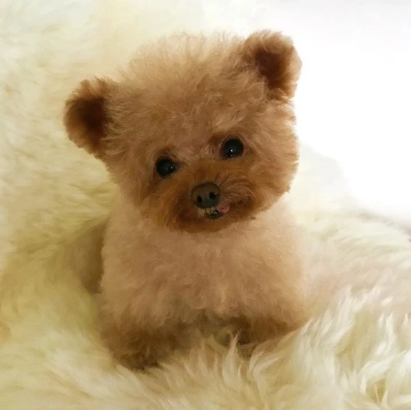 Rosie | Taytortotpedia Wiki | Fandom