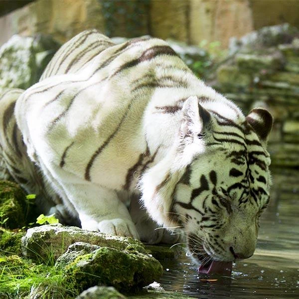 TCA-027 | Wiki TCA | Fandom