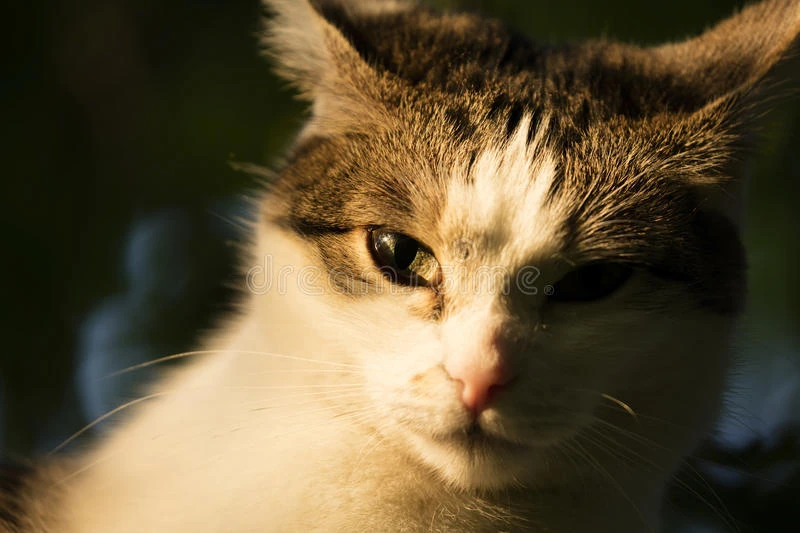 Whitemoon/star | TCGClan Wiki | Fandom