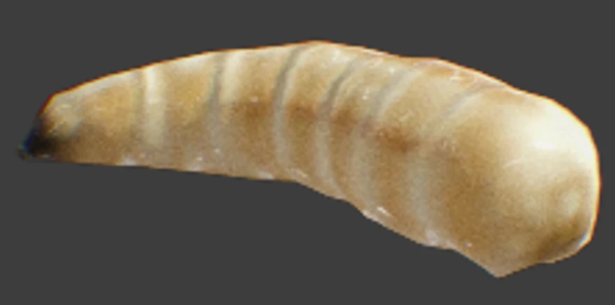 Maggot | Tower Defense Simulator Fanmade Content Wiki | Fandom