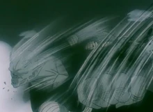 Cell | Team Four Star Wiki | Fandom