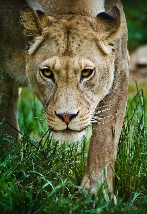 Lions | Tears of a Lion Wiki | Fandom