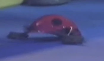 Geyser Bird | Techno Games Wiki | Fandom