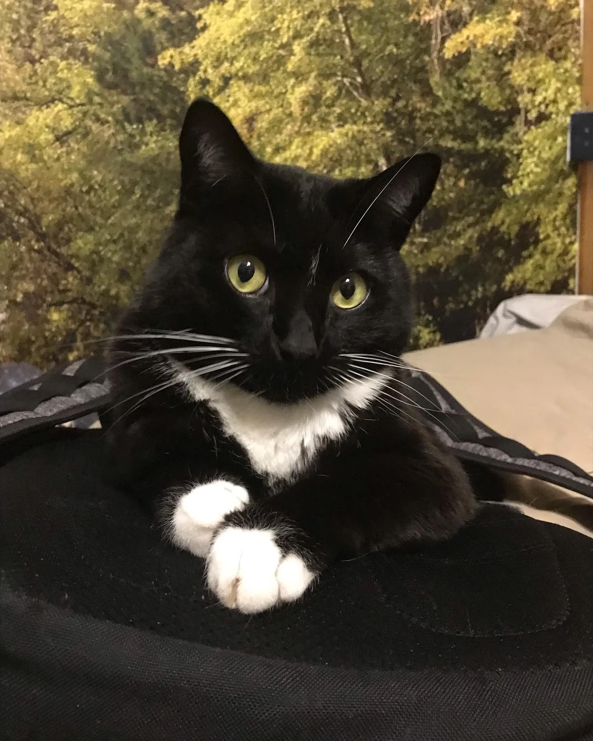 Cat | Techratic And Coolest AU Wiki | Fandom