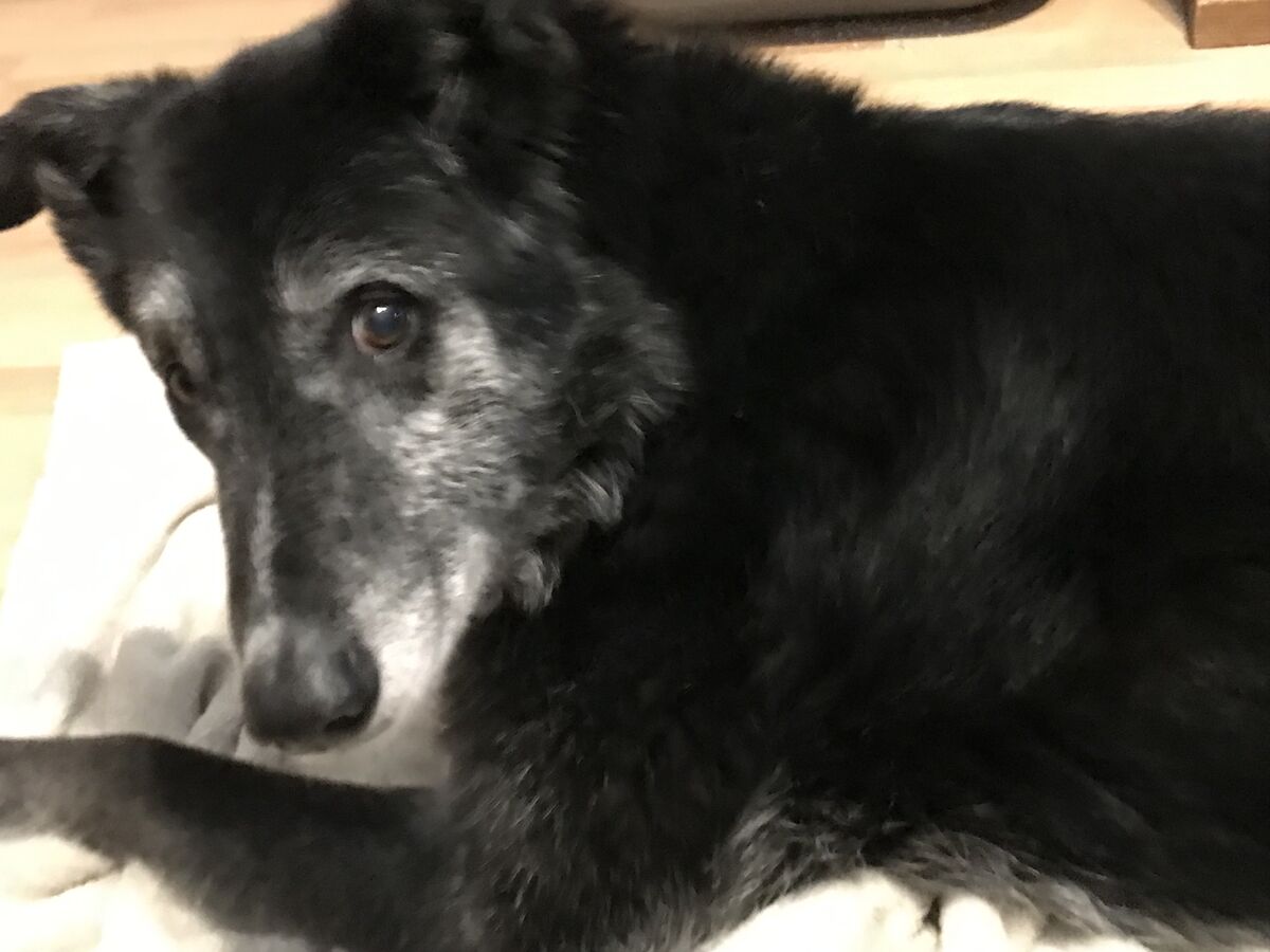 Dog | Techratic And Coolest AU Wiki | Fandom