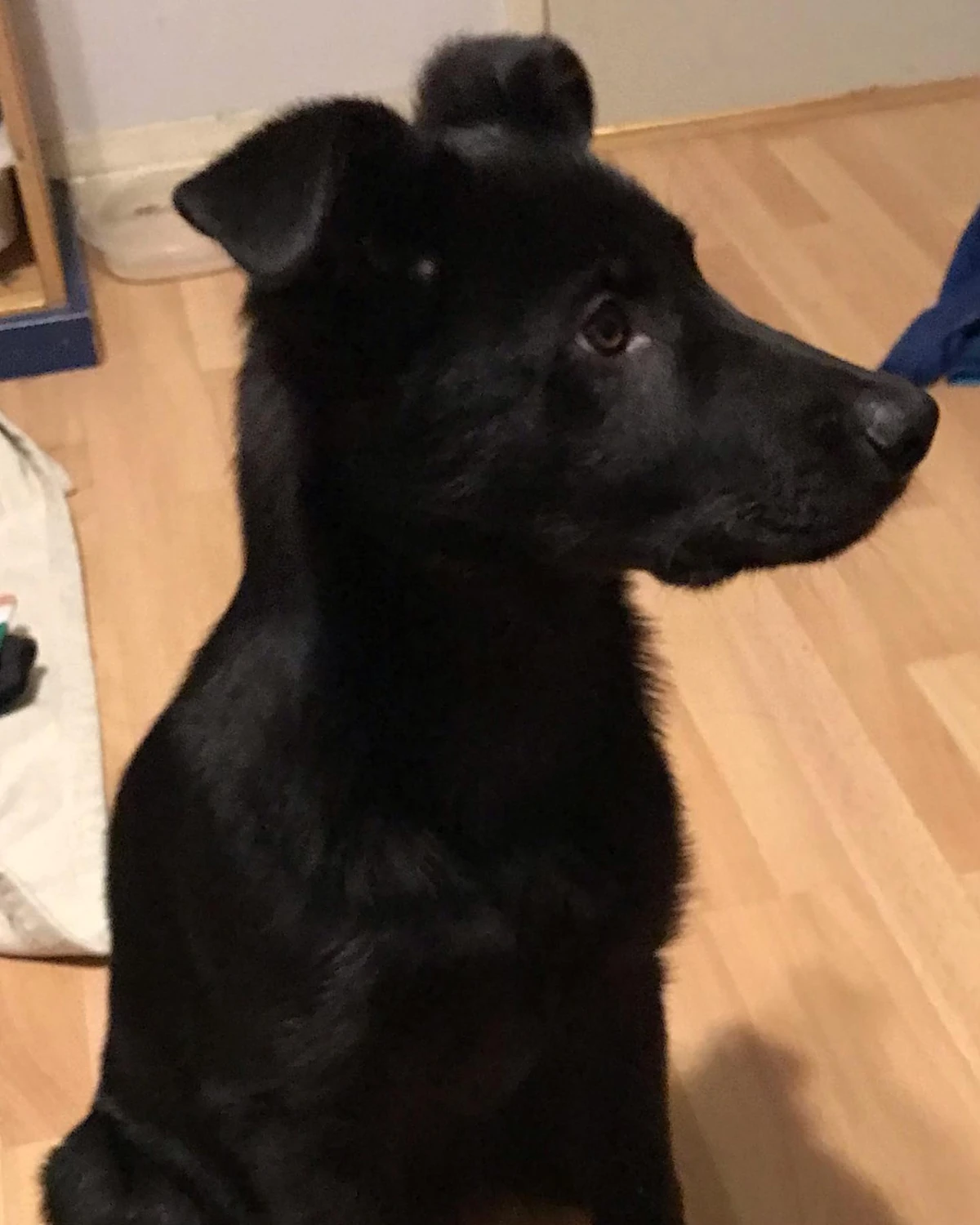 Scout (Dog) | Techratic And Coolest AU Wiki | Fandom