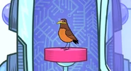 Super Robin (bird) | Teen Titans Go! Wiki | Fandom