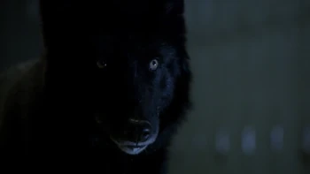 Theo Raeken | Teen Wolf Wiki | Fandom