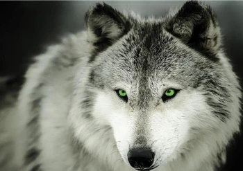 Selene | Teen wolf x Tvd Wiki | Fandom