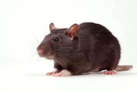 Ratas | Wiki Teenage Mutant Ninja | Fandom