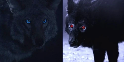 Werecoyote Vs Werewolf