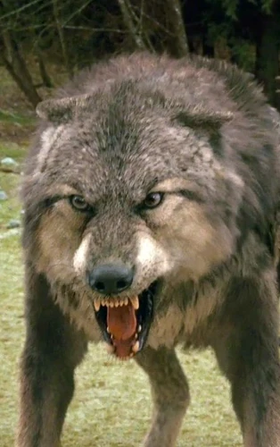 Lucien O'Rourke | Teen Wolf Fanon Wiki | Fandom