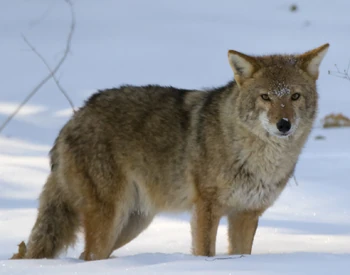 Allison McCall (TNB) | Teen Wolf Fanon Wiki | Fandom