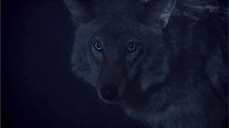 Werecoyote | Children of the Moon: Teen Wolf Reimagined Wiki | Fandom