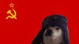 Communist Doge Union | Teh Troll Wiki | Fandom