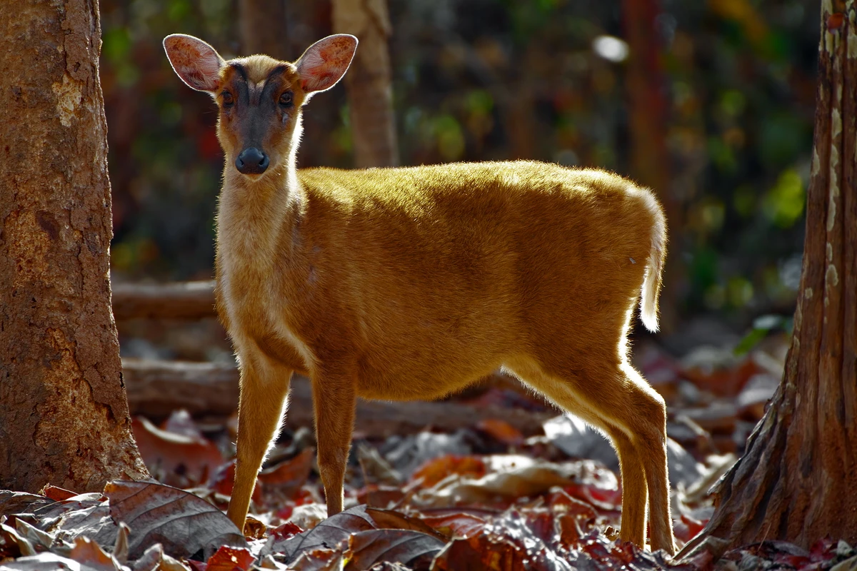 Muntjac | Teh Rice Wiki | Fandom
