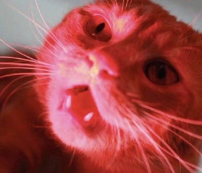 Rusty Bortz | Television Wikia | Fandom