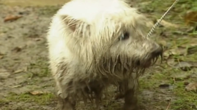 Dirty Dog | Teletubbies Wiki | Fandom