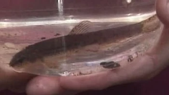 Animals - Fish | Teletubbies Wiki | Fandom