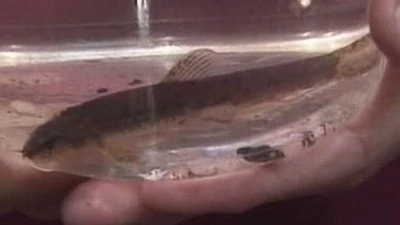 Animals: Fish | Teletubbies Wiki | Fandom