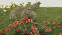 Rabbits | Teletubbies Wiki | Fandom