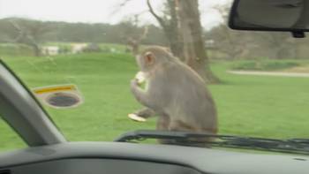 Monkey Safari | Teletubbies Wiki | Fandom