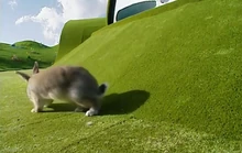 Rabbits | Teletubbies Wiki | Fandom