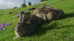 Rabbits | Teletubbies Wiki | Fandom