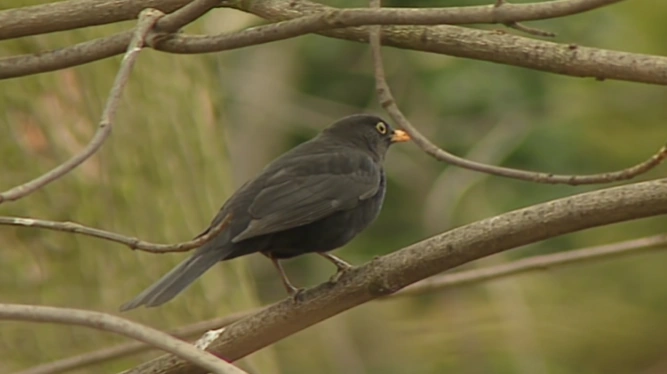 Tweet Tweet | Teletubbies Wiki | Fandom