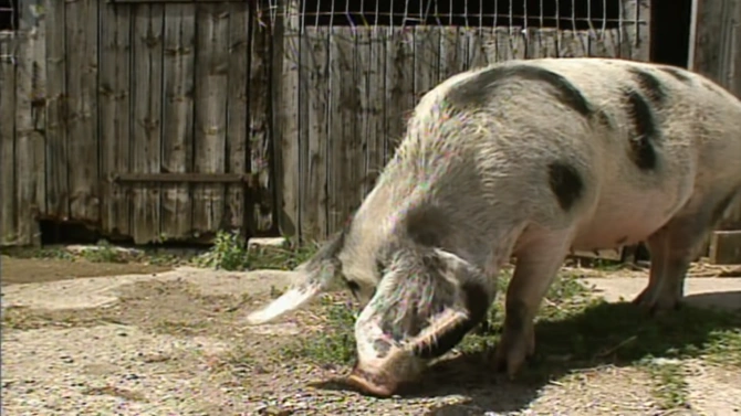 Our Pig Winnie | Teletubbies Wiki | Fandom