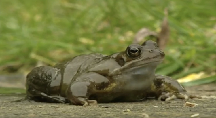 Frogs | Teletubbies Wiki | Fandom