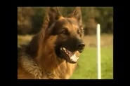 Rebecca's Dogs | Teletubbies Wiki | Fandom