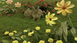 Rabbits | Teletubbies Wiki | Fandom