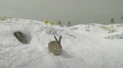 Rabbits | Teletubbies Wiki | Fandom