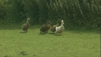 Ducks | Teletubbies Wiki | Fandom