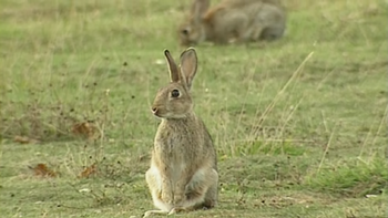 Looking for Rabbits | Teletubbies Wiki | Fandom