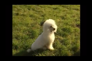 Rebecca's Dogs | Teletubbies Wiki | Fandom
